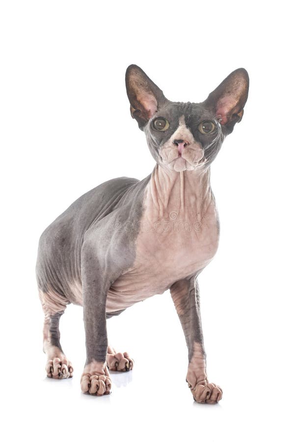 Sphynx Kale Katten stock foto. Afbeelding bestaande uit hairless - 46143202