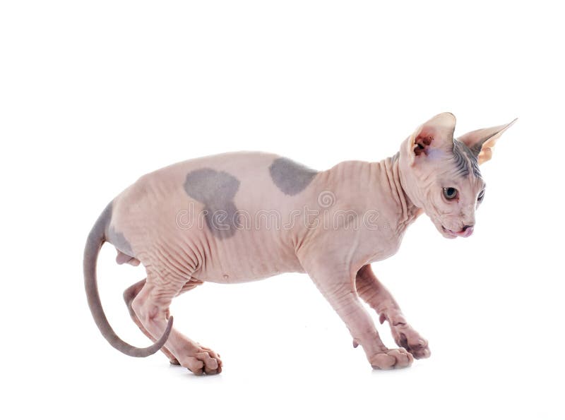 Sphynx Kale Kat stock foto. Afbeelding bestaande uit rasecht - 53377782
