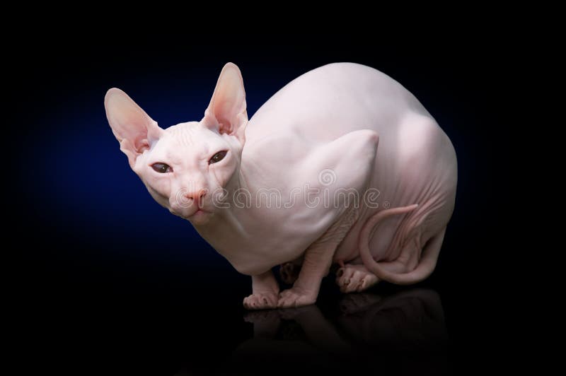 Sphynx Kale Kat stock afbeelding. Image of katje, ogen - 54767749