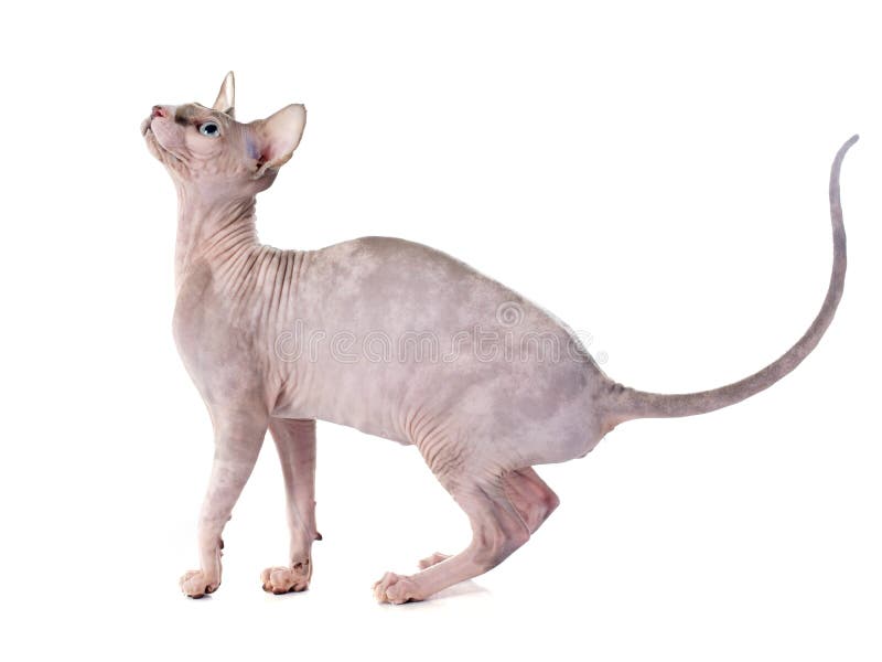 Sphynx Kale Kat stock foto. Image of katachtig, studio - 53246228