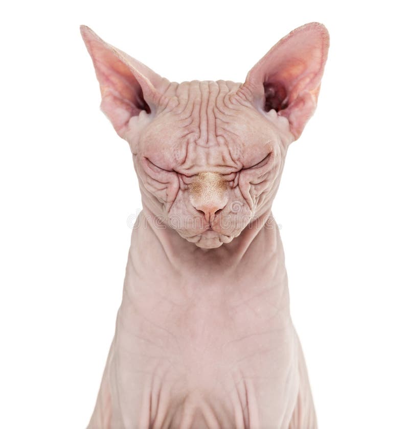 Sphynx Het Kale Kat Verzorgen Tegen Witte Achtergrond Stock Foto ...