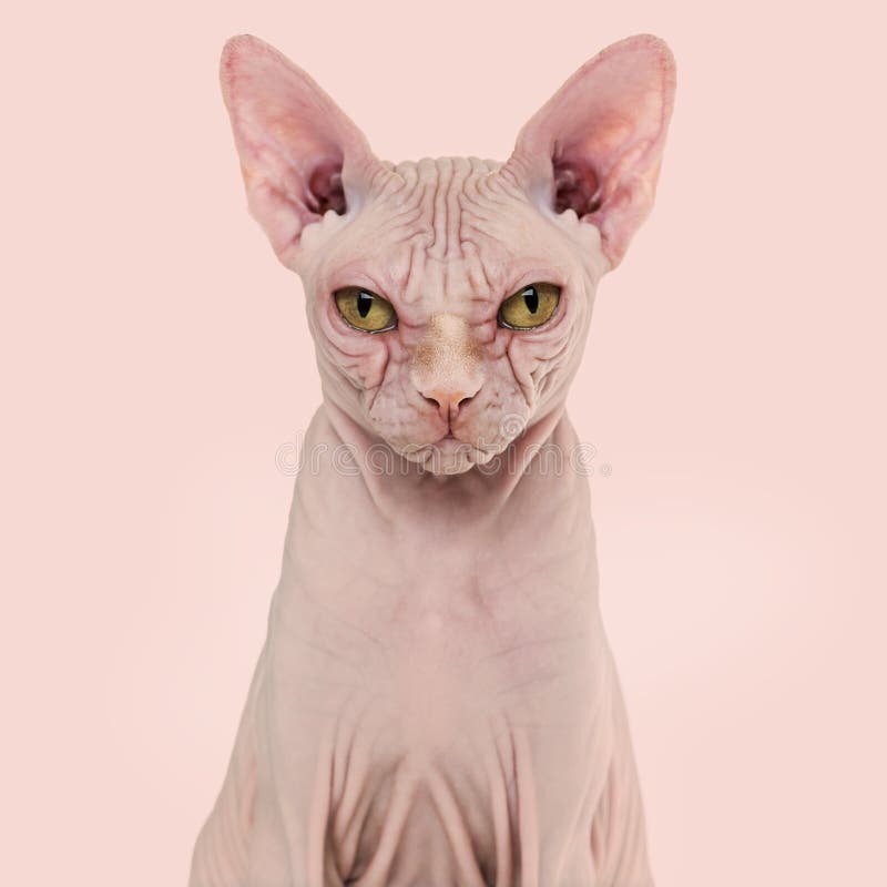 Sphynx Het Kale Kat Verzorgen Tegen Witte Achtergrond Stock Foto ...