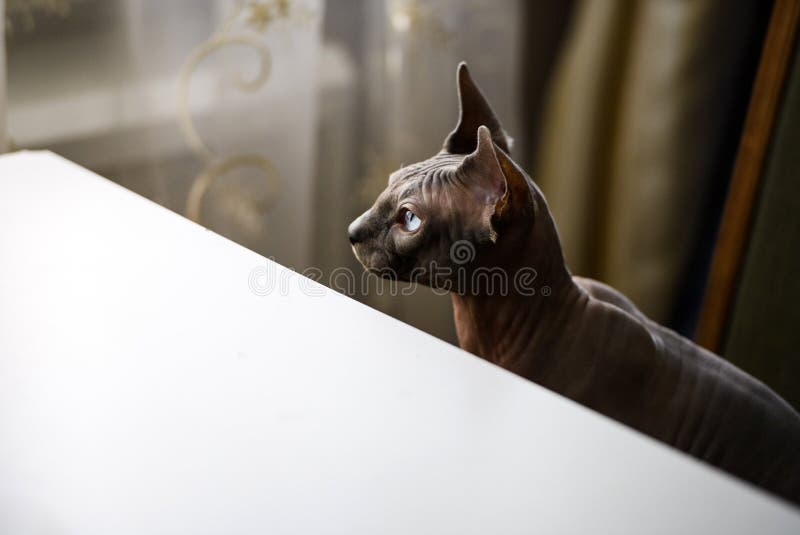 Sphynx-katt fotografering för bildbyråer. Bild av ögon - 156060181