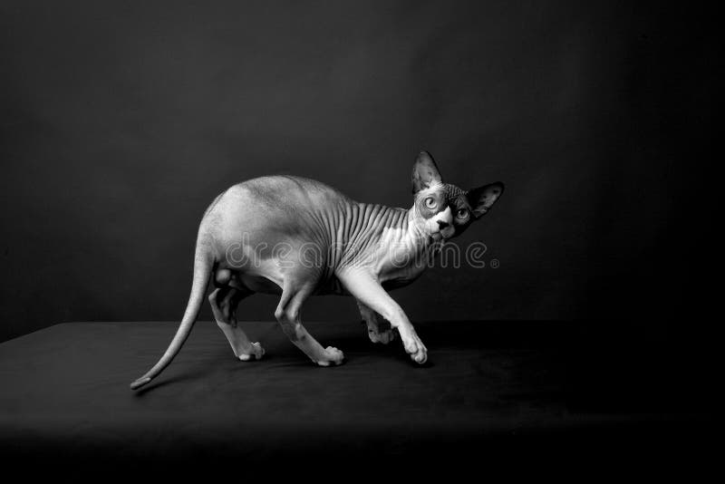 Sphynx Katt. Skallig Katt. Egyptisk Katt Fotografering för Bildbyråer ...