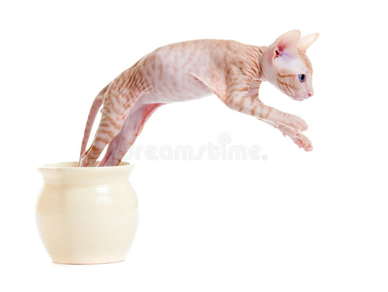 Kitten Cat Jumping Side View Isolated Stock Image - Image of pedigreed ...