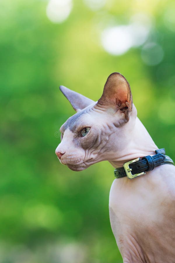 Sphynx cat portrait stock photo. Image of bold, alergic - 14138714