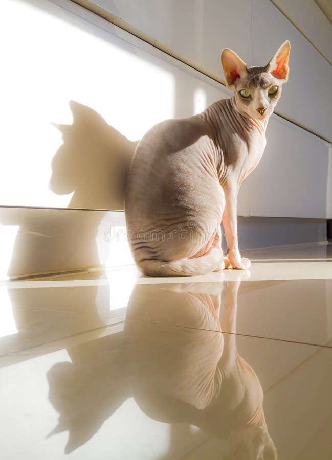 Sphynx of sfinx kale kat stock afbeelding. Image of volwassen - 146503411