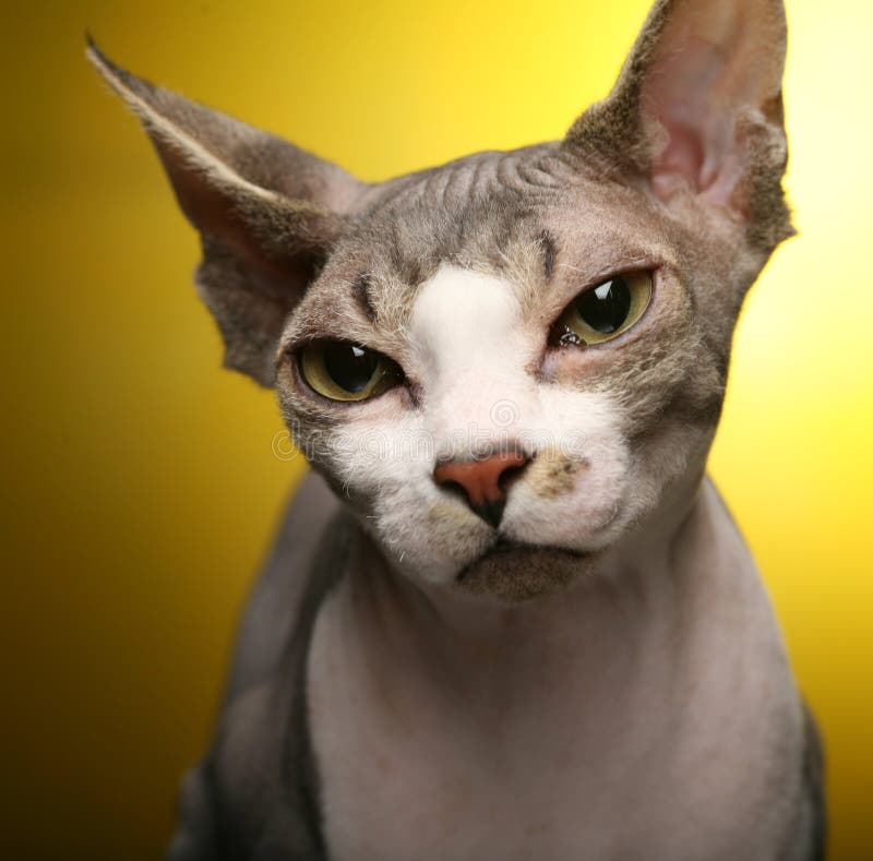 Sphynx Hairless Cat stock photo. Image of head, sphynx - 17658062