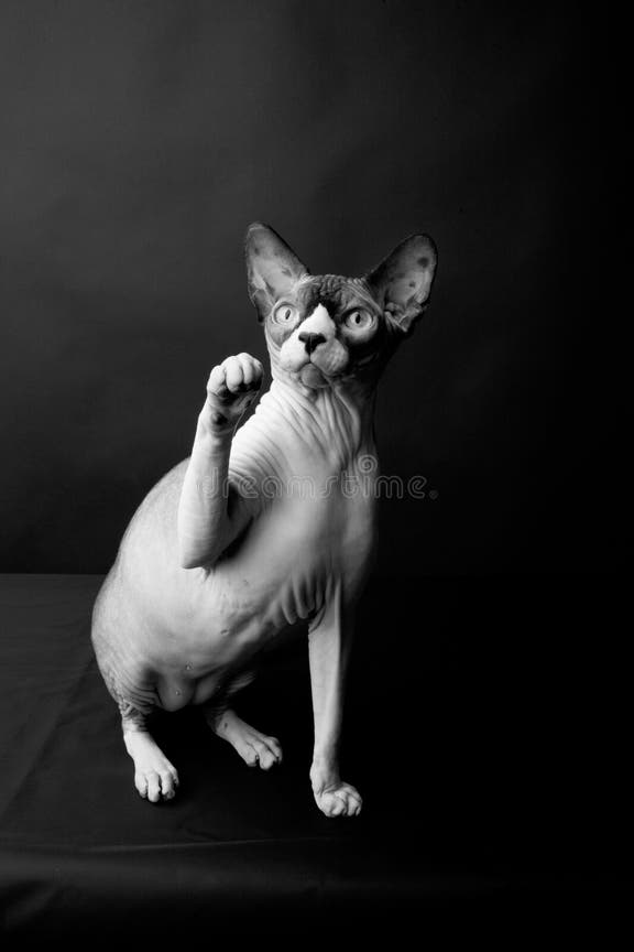 Sphynxkat. Kale Kat. Egyptische Kat Stock Foto - Image of donker, mooi ...