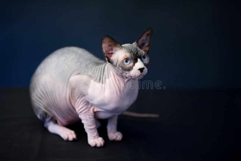 Sphynxkat. Kale Kat. Egyptische Kat Stock Afbeelding - Image of eenzaam ...