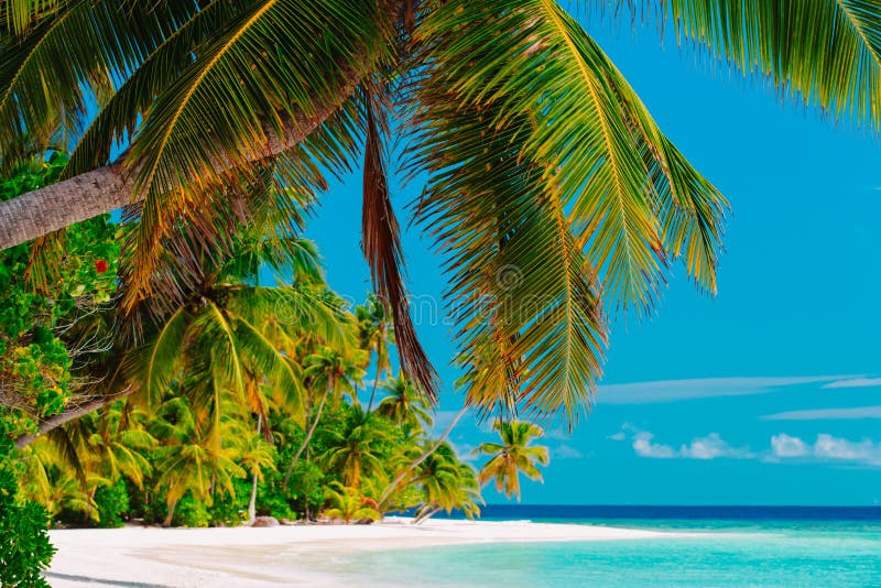 Spiagge Tropicali Con Palme, Vacanze in Mare Immagine Stock - Immagine ... Spiagge Tropicali Con Palme, Vacanze in Mare Immagine Stock - Immagine ...