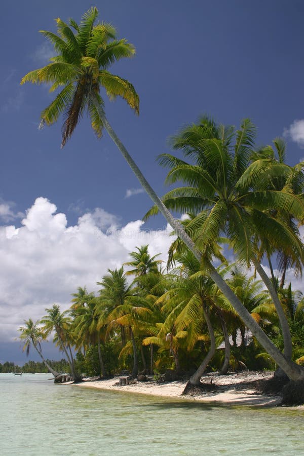 Spiaggia di Bora Bora fotografia stock. Immagine di caraibico - 5233124