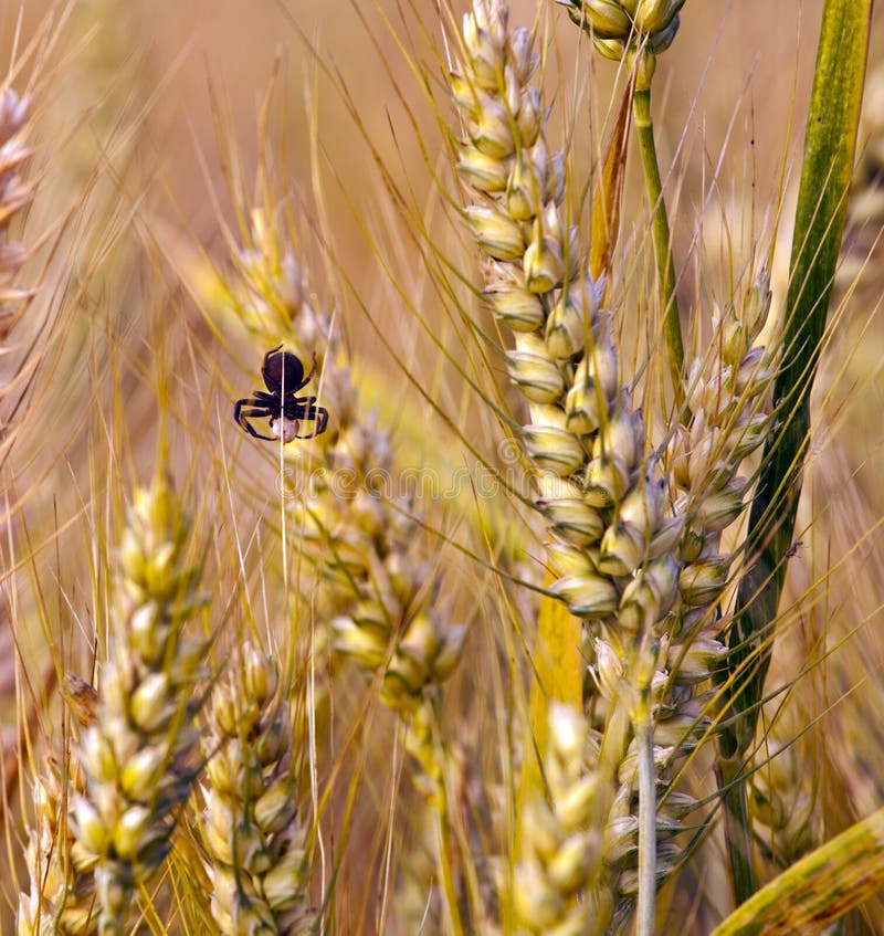 Spica of corn with spider stock image. Image of cereal - 29585805