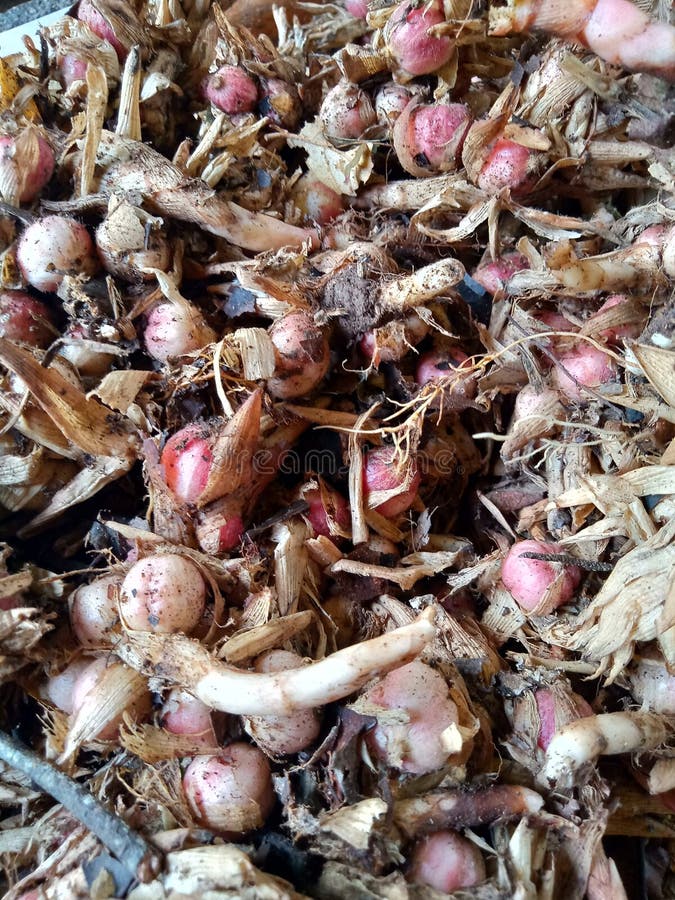 Spice Cardamom Freshly Harvested from the Garden Stock Image - Image of ...