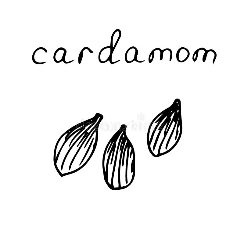 Cardamom Vector Hand Drawn Illustration Set with Plant and Seeds Stock ...