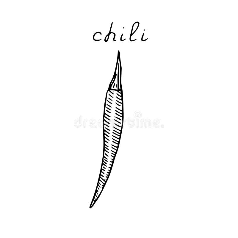 Spice Chili Pepper , Vector Illustration, Hand Drawing Stock ...