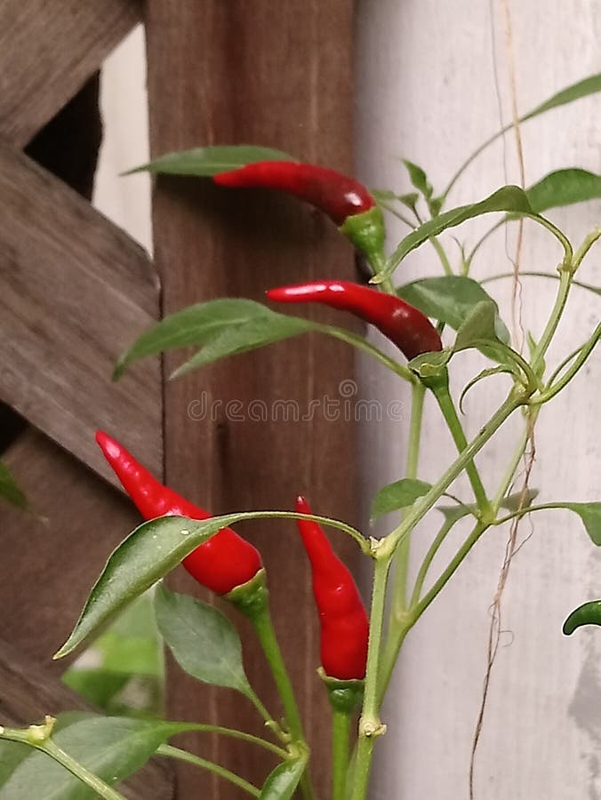 Bird Chilli stock photo. Image of bird, pepper, herb - 121102600