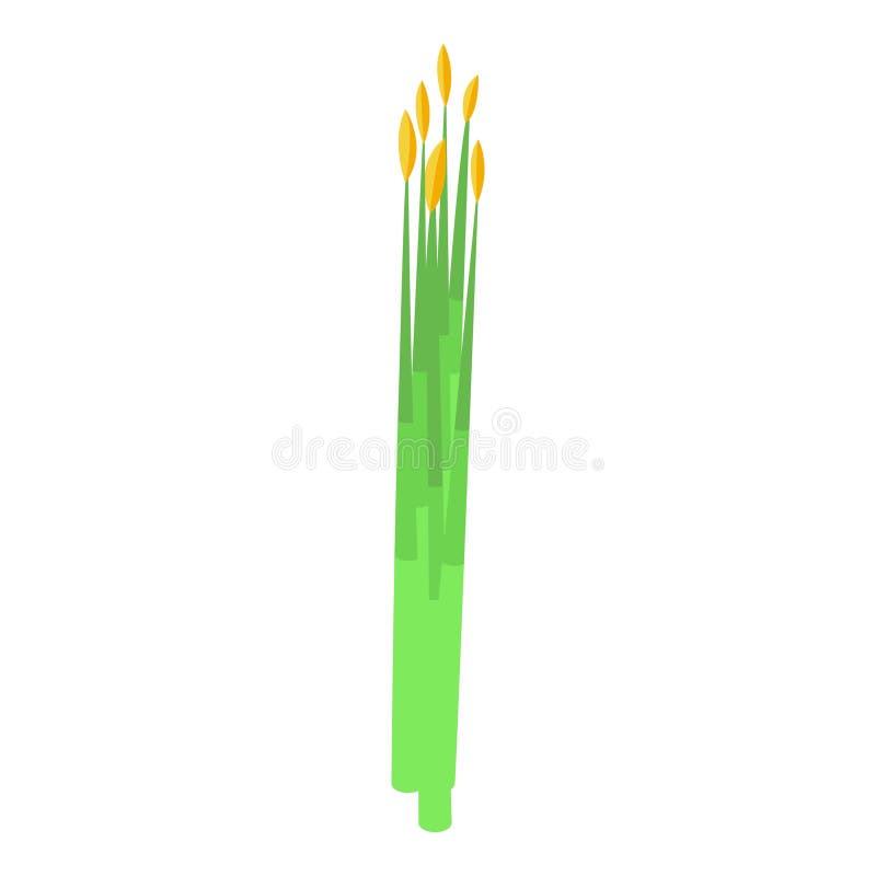 Spice Chive Icon Isometric Vector. Fresh Onion Stock Vector ...
