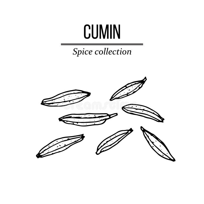 Spice Collection, Cumin Seed Hand Drawn Stock Vector - Illustration of ...