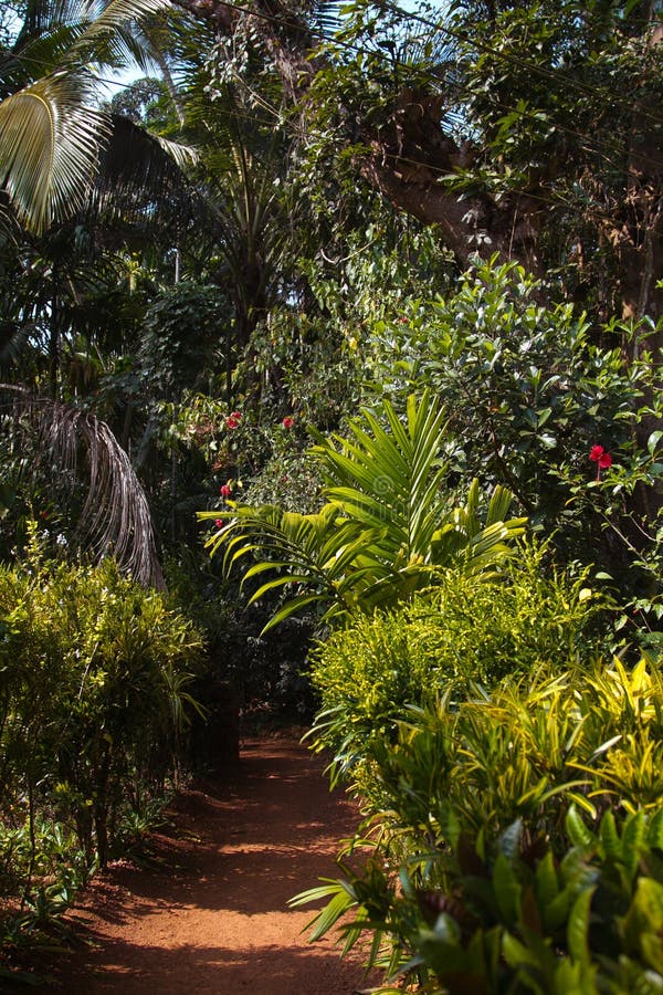 Spice farm stock image. Image of green, nature, spices - 51270829