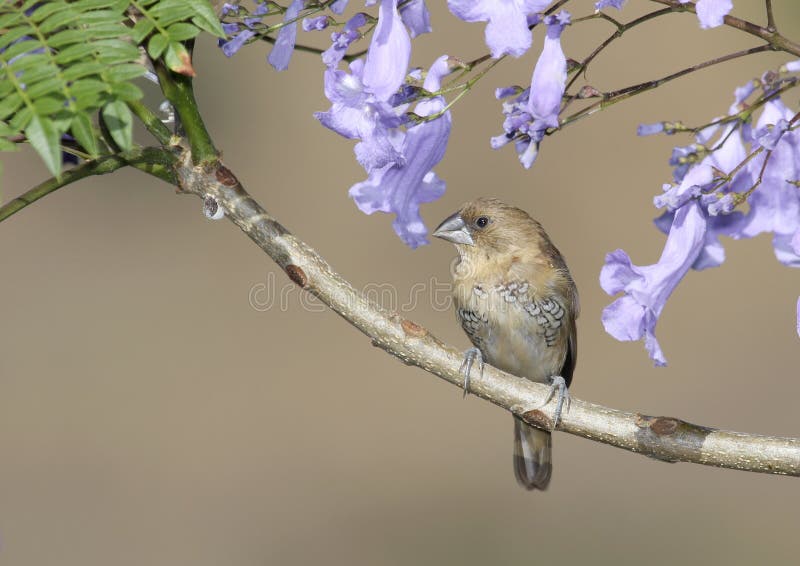Spice Finch stock photo. Image of finch, wildlife, perching - 10184762