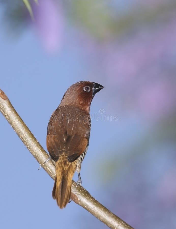 Spice Finch stock photo. Image of vertical, bird, back - 10184764
