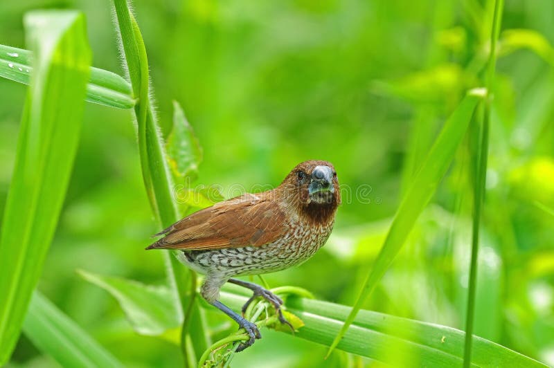 Spice finch in the park stock image. Image of life, tree - 10386341