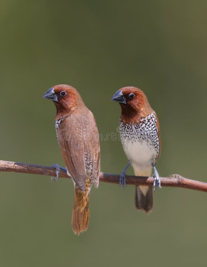 Spice Finches stock photo. Image of perched, white, birds - 4796200