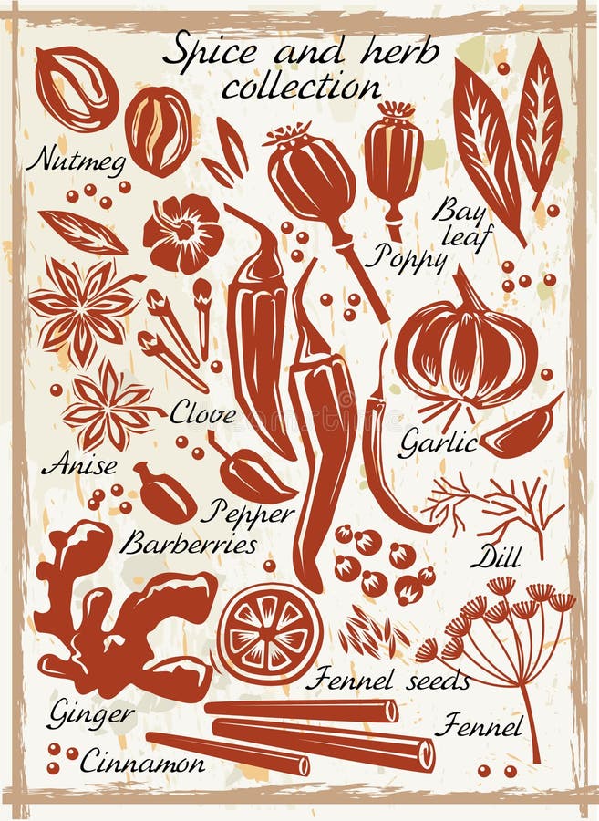 Spice and herb collection stock vector. Illustration of assortment ...