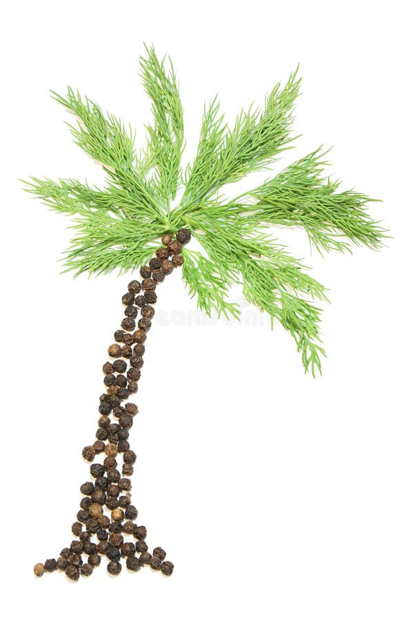 Spice palm stock photo. Image of background, tree, spice - 13484752