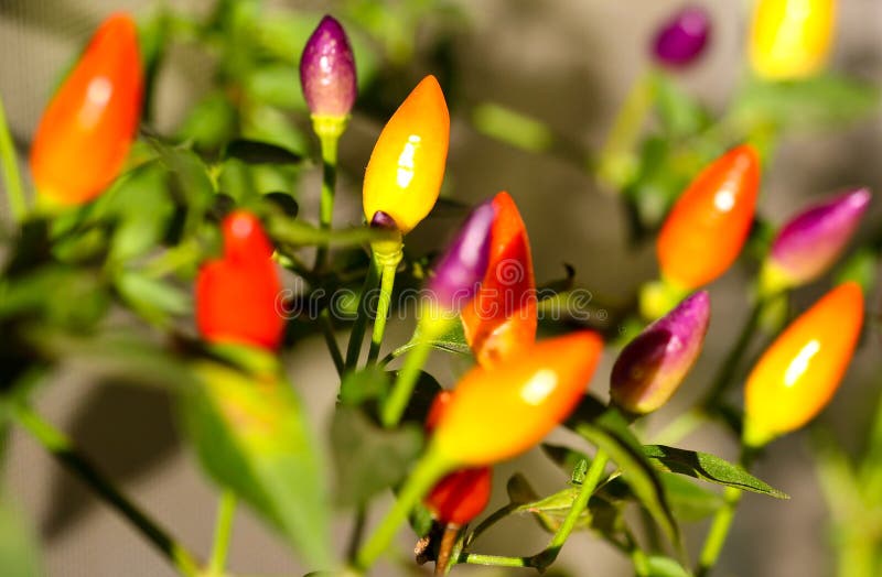 Spice pepper stock image. Image of vegetarian, culinary - 49555515