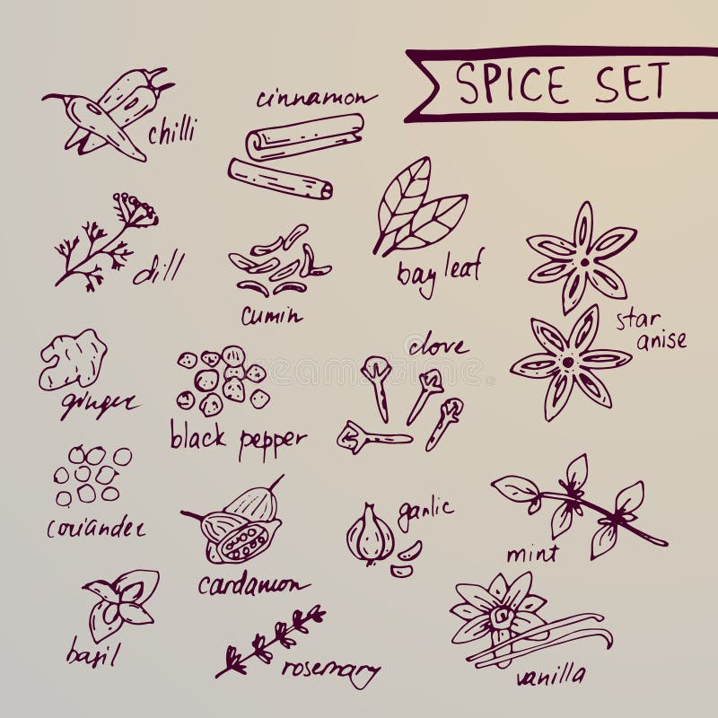 Spice Set in Sketch Style. Vector Illustration Stock Illustration ...