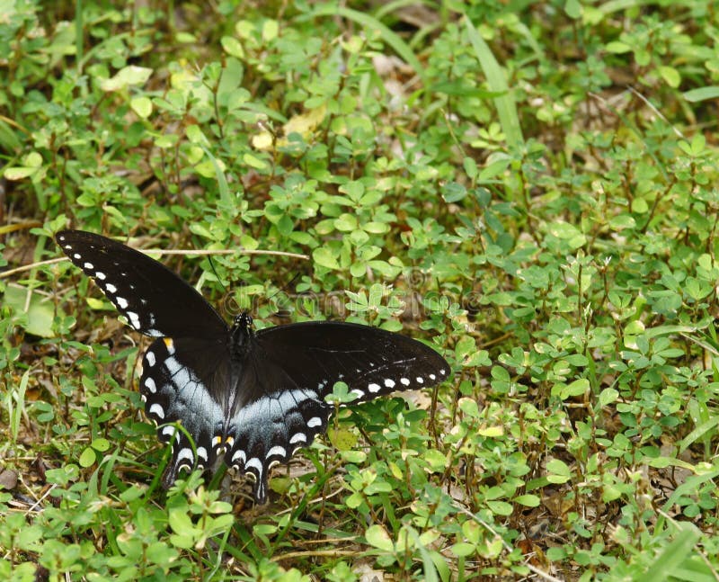 207 Spicebush Swallowtail Papilio Troilus Butterfly Stock Photos - Free ...