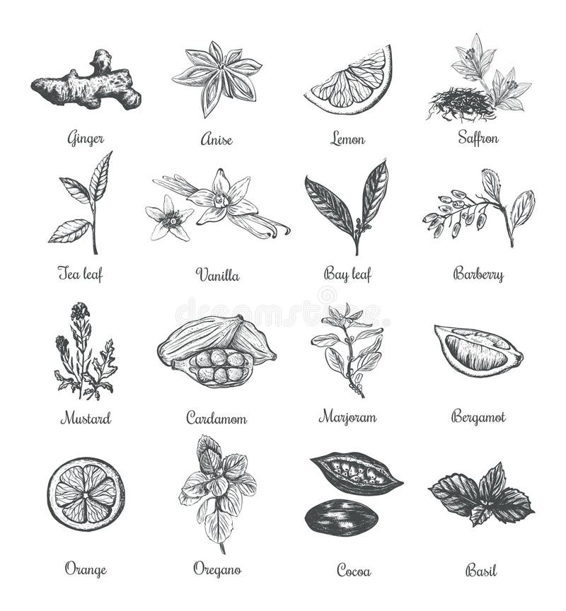 Spices and Herbs Vector Illustration Stock Vector - Illustration of ...