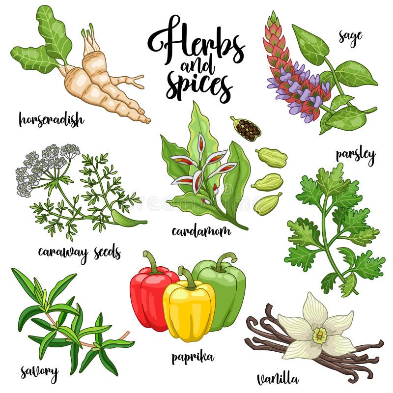 Spices Herbs Labels. Colored Vector Vegetables Set Stock Vector ... Spices Herbs Labels. Colored Vector Vegetables Set Stock Vector ...