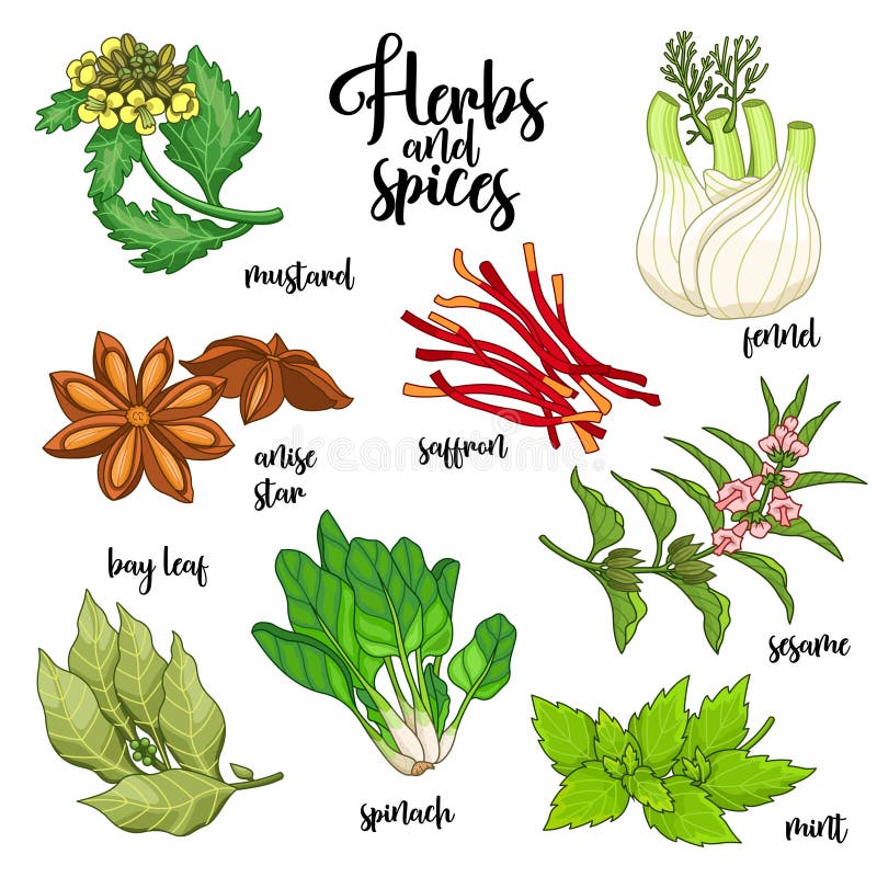 Spices Herbs Labels. Colored Vector Vegetables Set Stock Vector ... Spices Herbs Labels. Colored Vector Vegetables Set Stock Vector ...