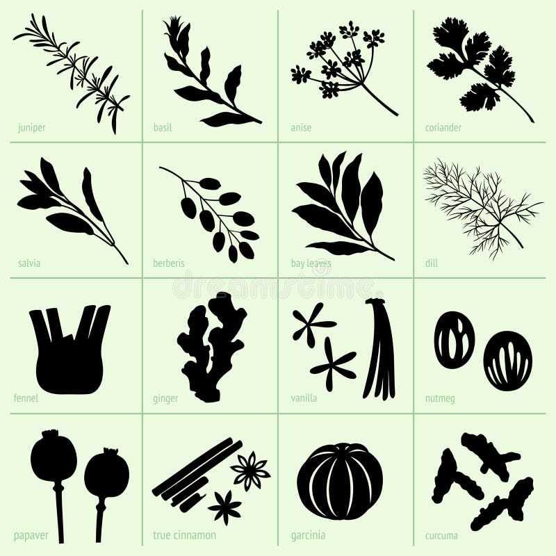Vector Set of Herbs and Spices Stock Vector - Illustration of cardamom ...