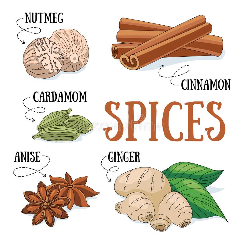 Spices stock vector. Illustration of kitchen, aroma, culinary - 71854359