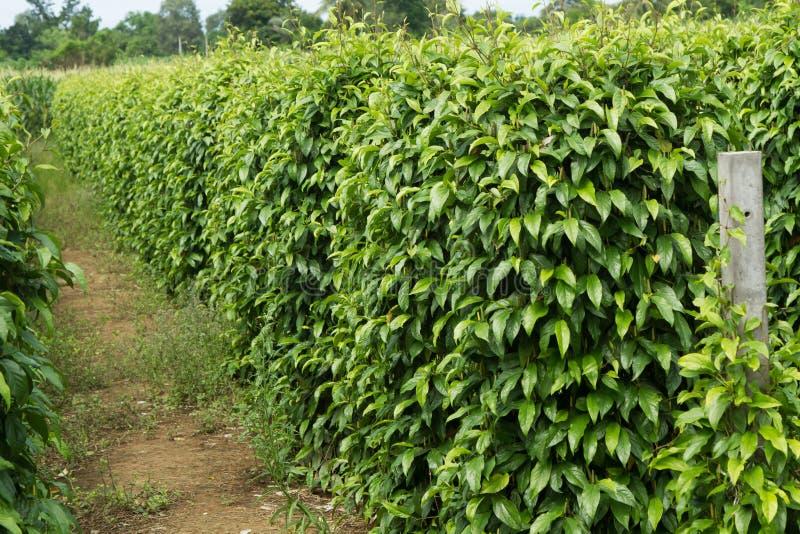 Spices tree farm stock image. Image of javanese, close - 78718065
