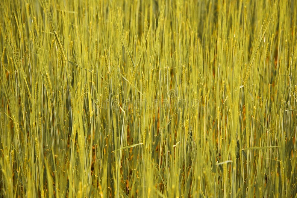 Spicka of corn stock image. Image of agronomy, healthy - 16838295