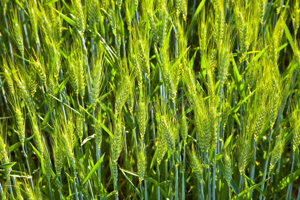 Spicka of corn stock photo. Image of fresh, grower, barley - 59244486