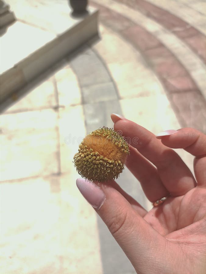 Spicky Hestnut Stock Photos - Free & Royalty-Free Stock Photos from ...