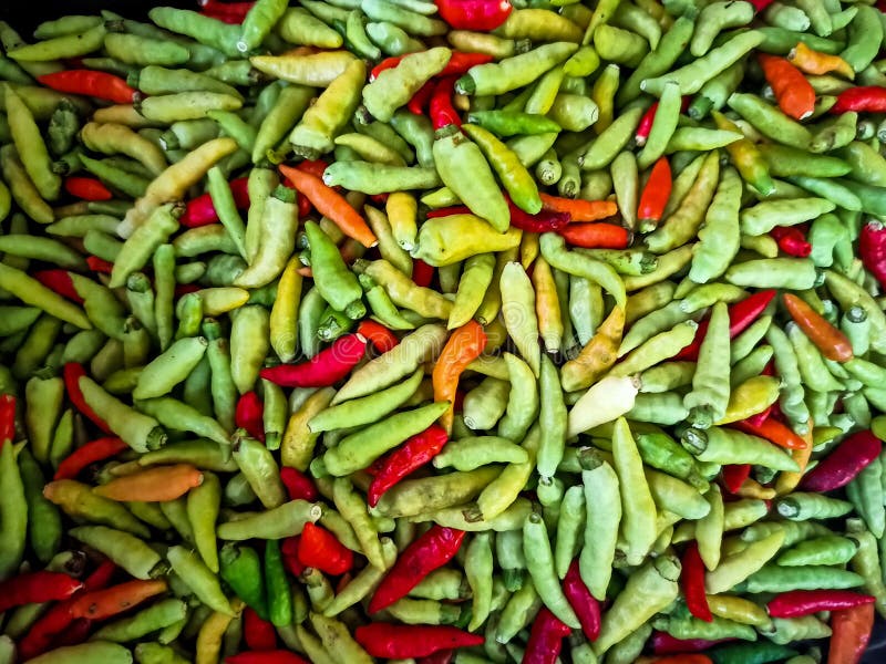 Spicy chili cabai pedas stock photo. Image of cabai - 226192368