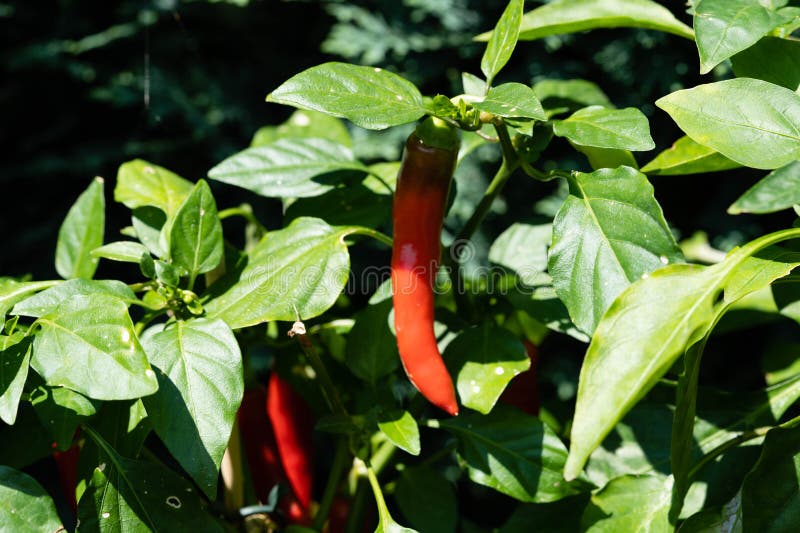 Spicy chilli pepper stock image. Image of group, mexican - 315393329