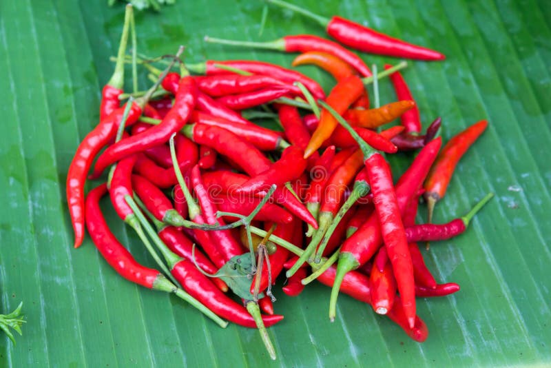 Spicy chilli peppers stock photo. Image of chilli, savory - 34469590