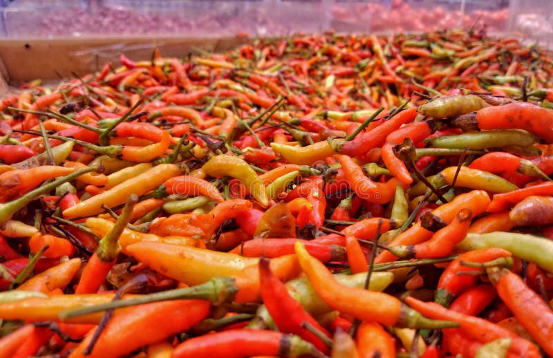 Spicy Fresh Red Chilies in the Market Stock Photo - Image of flower ...