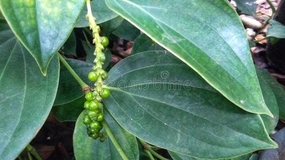 Spicy Green Pepper Spice Fruit Grows on the Plains of the Island of ...