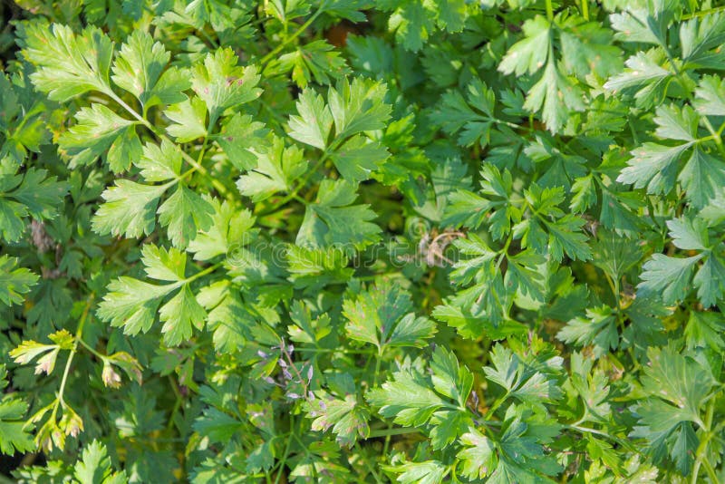 Spicy herb cilantro stock photo. Image of aromatic, culinary - 161594188