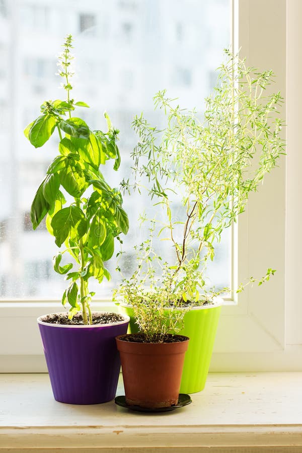 Spicy Herbs on the Sill - Savory, Basil and Thyme Stock Photo - Image ...