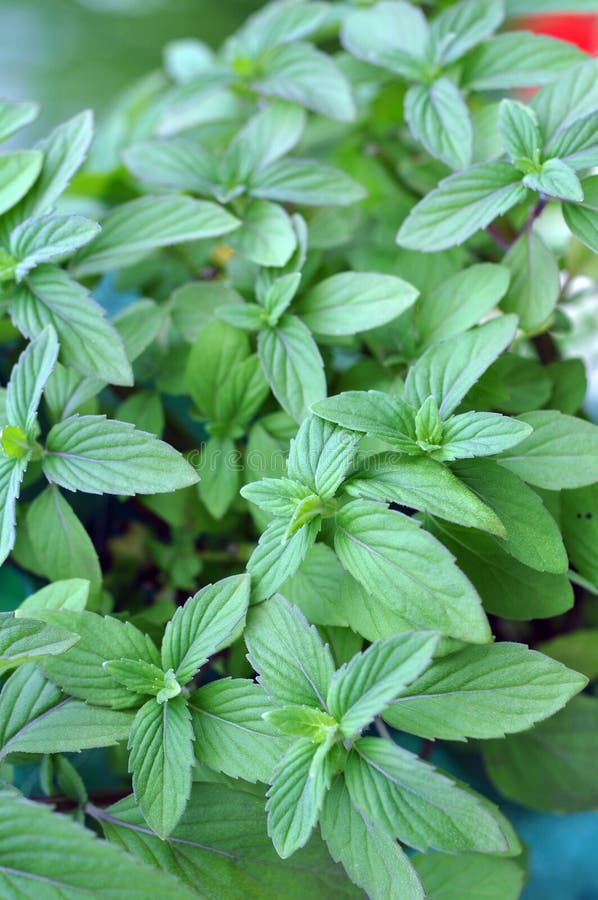 Spicy mint trees stock photo. Image of foliage, branch - 35031766